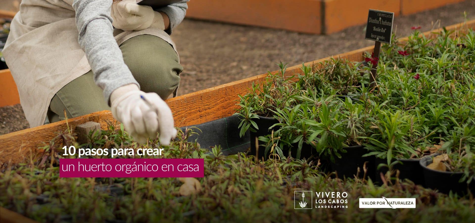 10 pasos para crear un huerto orgánico en casa